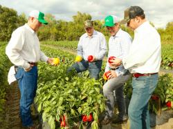 J&J Family Of Farms & Seminis Unveil New Field Colored Pepper Varieties ...