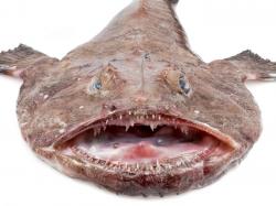 World's First Anglerfish (Monkfish) Fishery MSC Certified - Perishable News