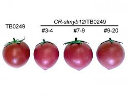CRISPR-Cas9 System Used To Develop Pink Tomatoes - Perishable News