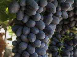 IFG Seedless Table Grape Varieties Get PLU Approval - Perishable News