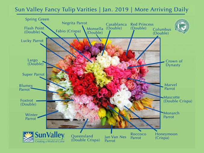Butterfly Ranunculus Primer - Perishable News