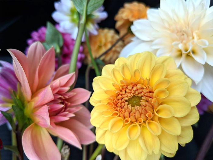 Wild Lark Farm: First Oklahoma Farm Certified American Grown ...