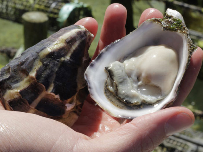 Premium Australian Oyster Fishery Returns to Growth - Perishable News