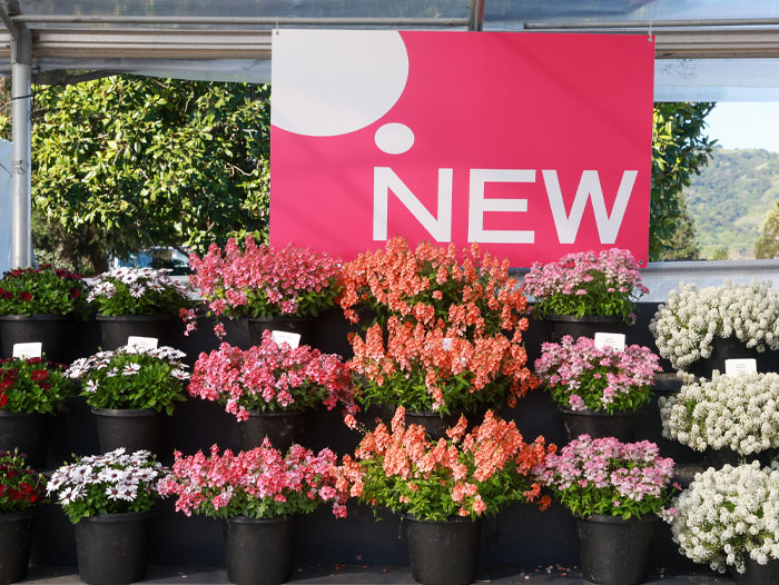 Best in Blooms – Visitor’s Top Picks from Danziger’s 2025 CAST Event ...